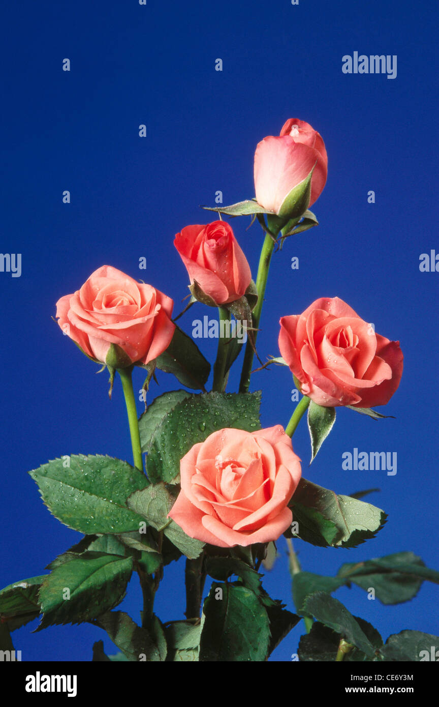 artificial flower arrangement five pink roses green leaves blue ...