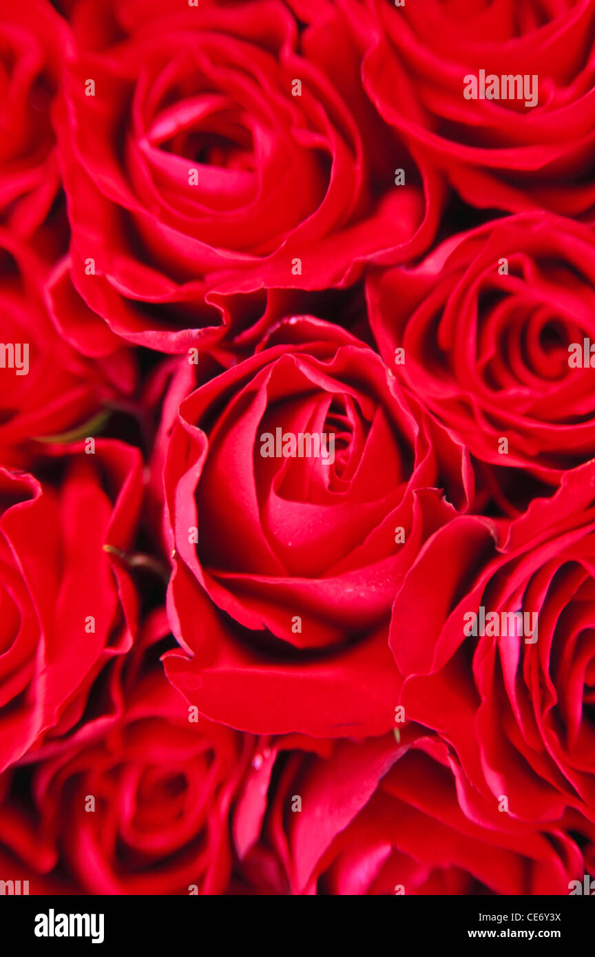 ANG 86303 : close up flowers red roses bouquet abstract background ...