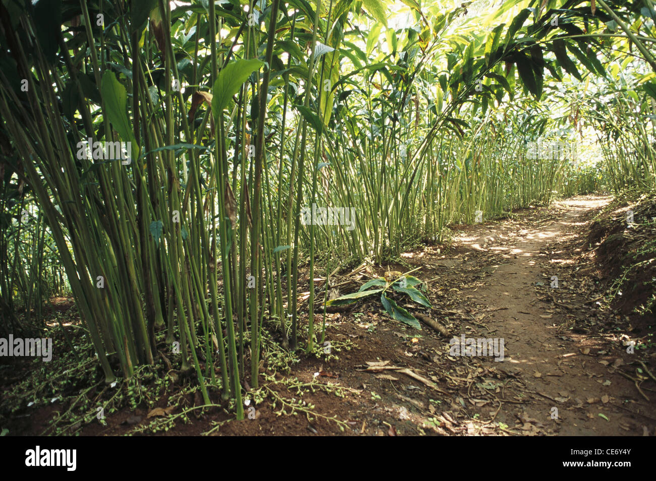 Cardamom plant tree hi-res stock photography and images - Alamy