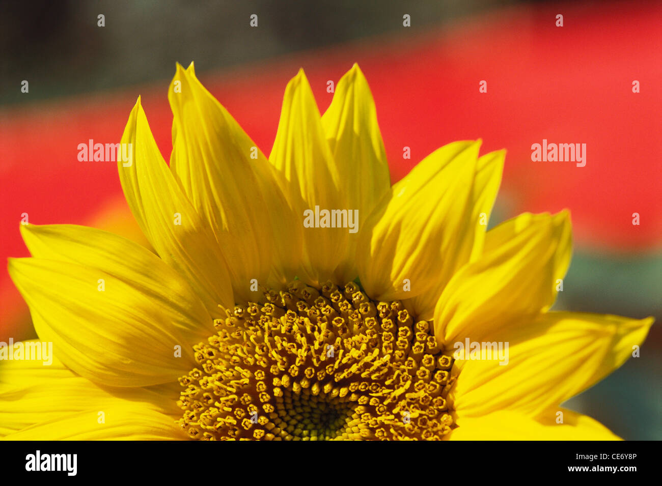 HMA 86357 : close up of half Sunflower sun flower Helianthus annuus ...