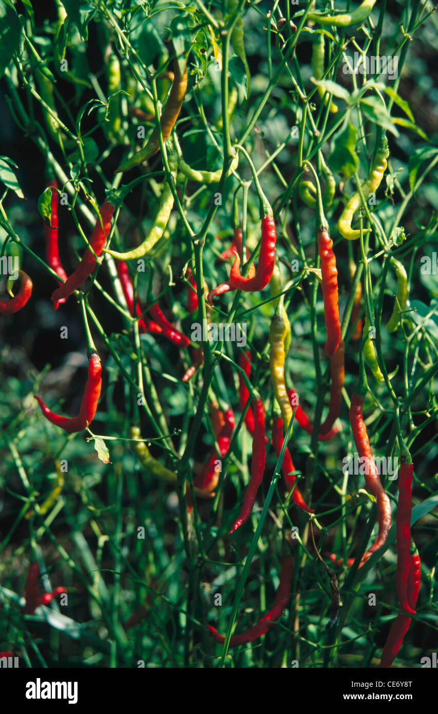 MBT 83637 : red chilli chilly plant growing field ; kankavali ...