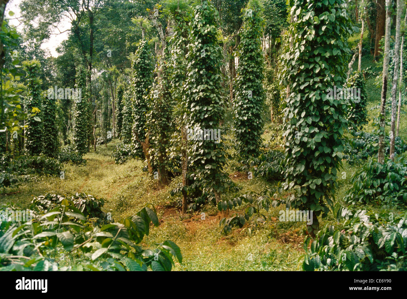 Indian dense green forest jungle ; leaves growing on tree trunks ...