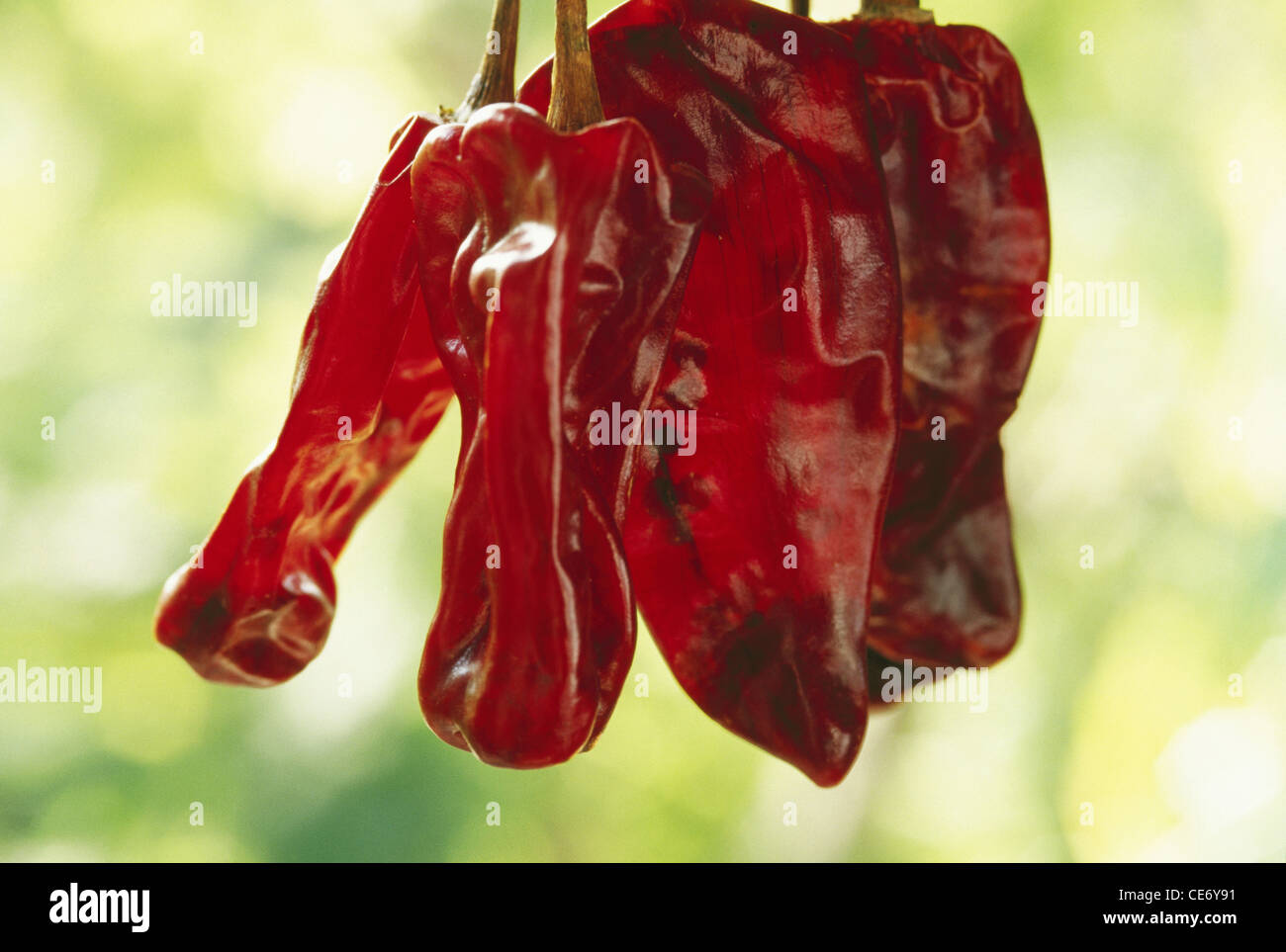 MGM 83678 : indian spices dried dry red chilies chily chilly chili ...