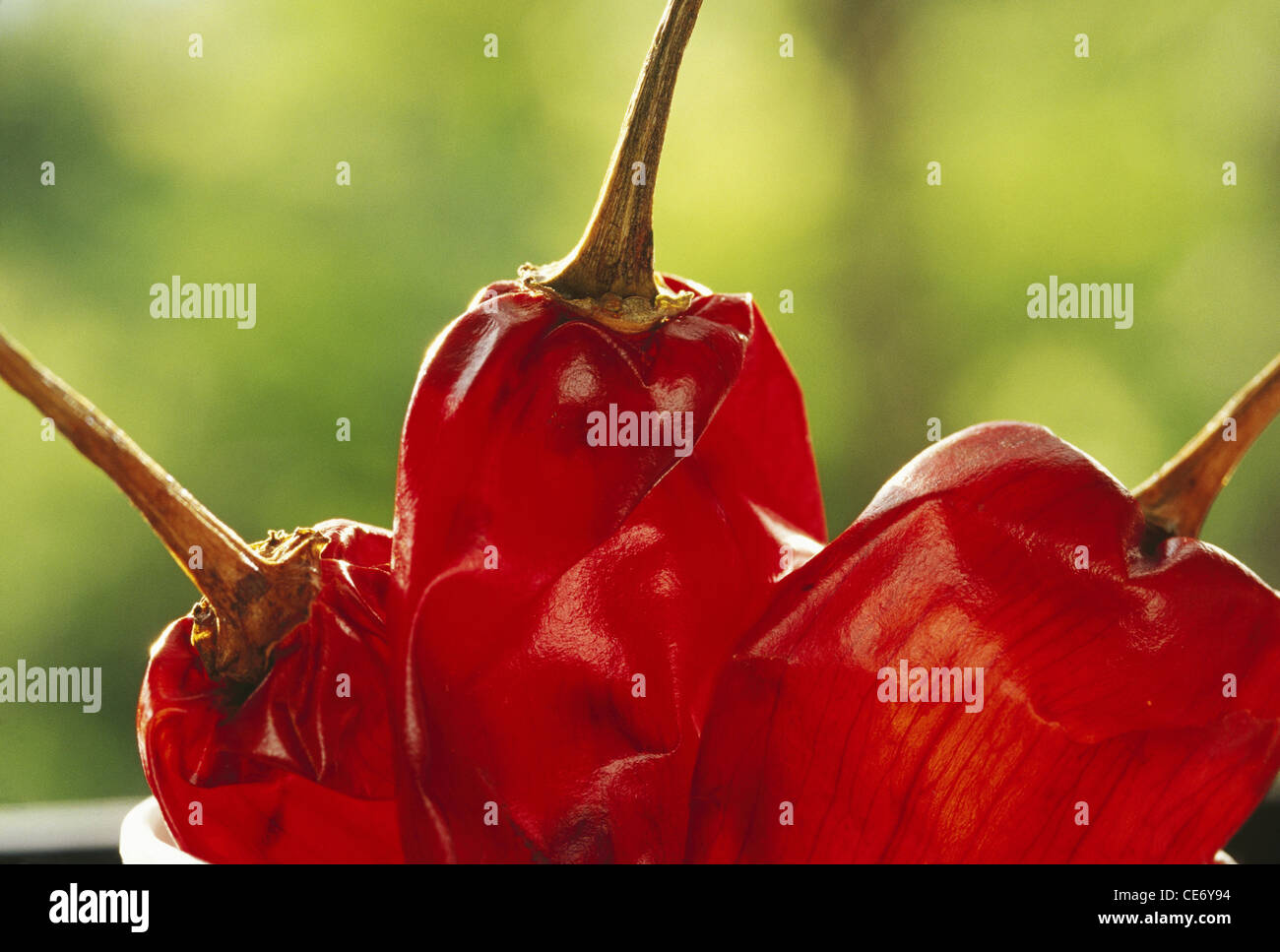 Three red chilies chilly chilli chillies india asia Stock Photo - Alamy