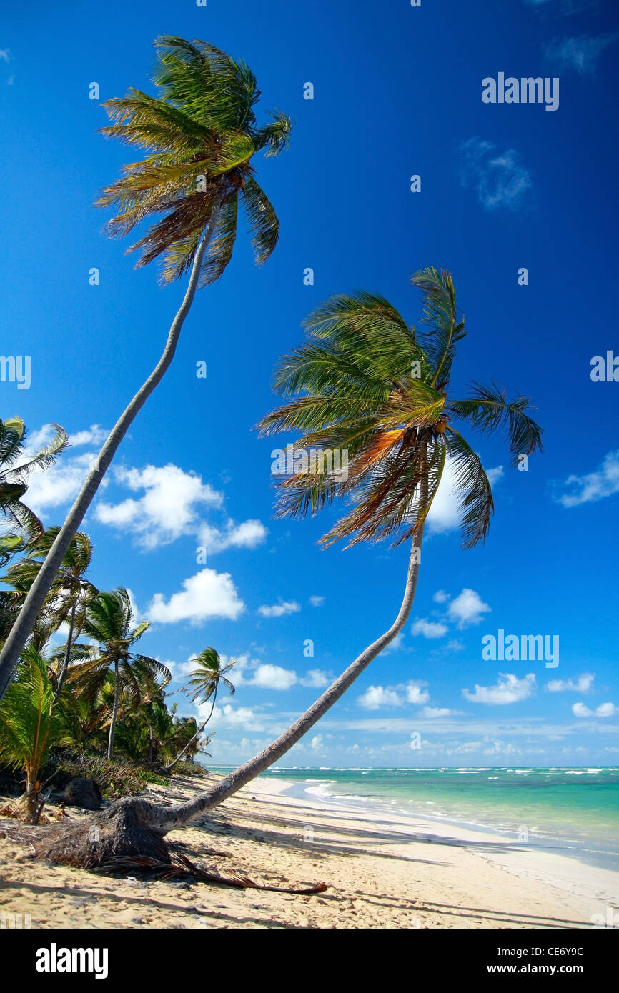 Small palms in white hi-res stock photography and images - Alamy
