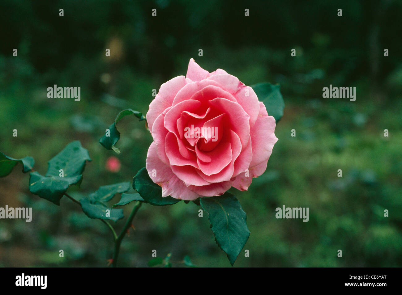 MAA 86314 : one pink delicate soft rose flower green background Stock ...