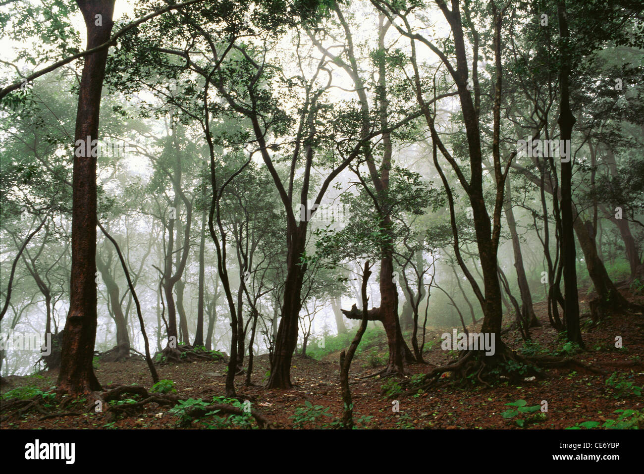 MBT 86395 : indian tropical rain forest trees dense jungle mist monsoon ...