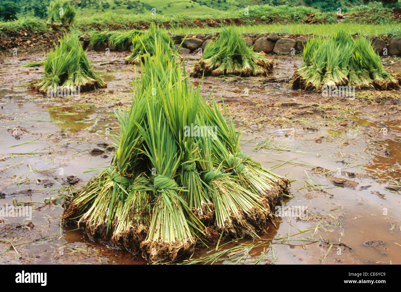 Paddy bundles hi-res stock photography and images - Alamy