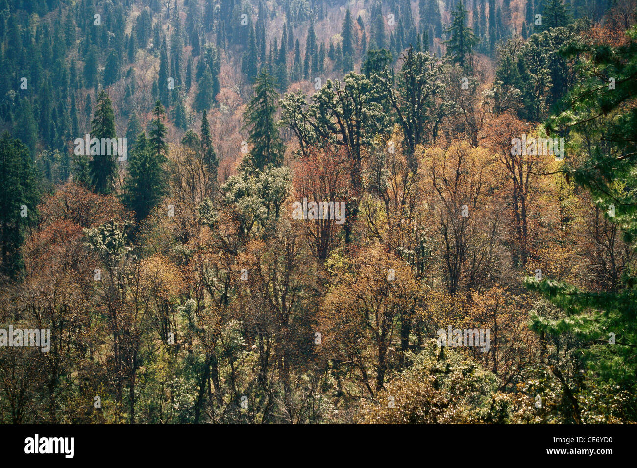 Dense forest jungle trees ; Har Ki Dun ; har ki dhun ; Har Ki Doon Trek ...