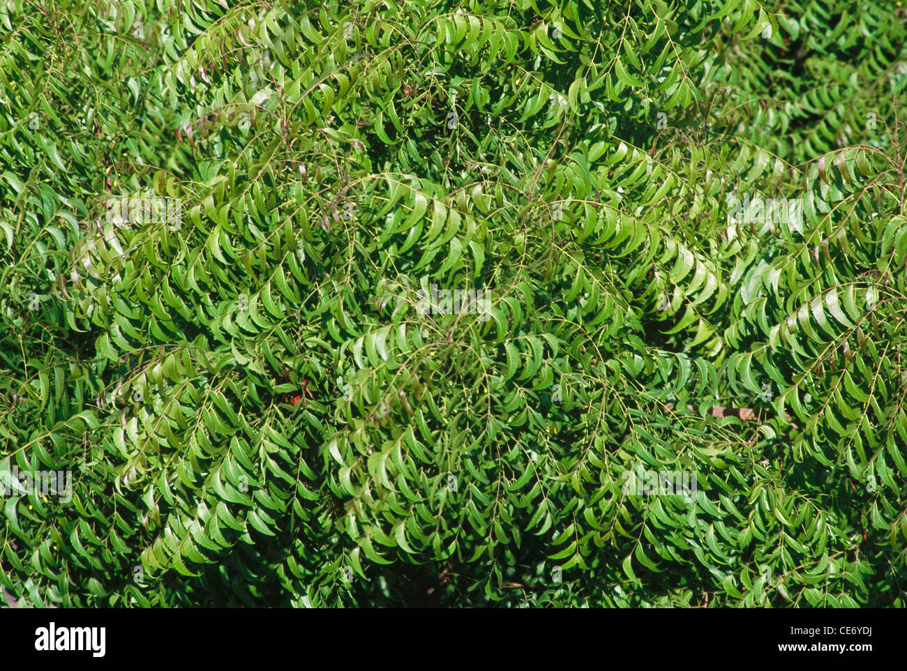 VHM 83603 : indian neem tree plant leaf leaves azadirachta indica ...