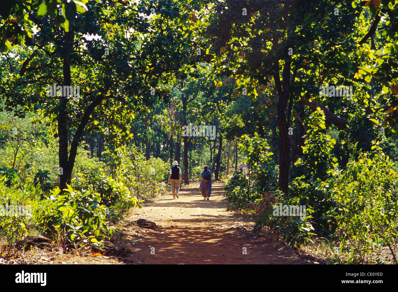 Walking path in forest ; Pachmarhi ; Satpura ki Rani ; hill station ...