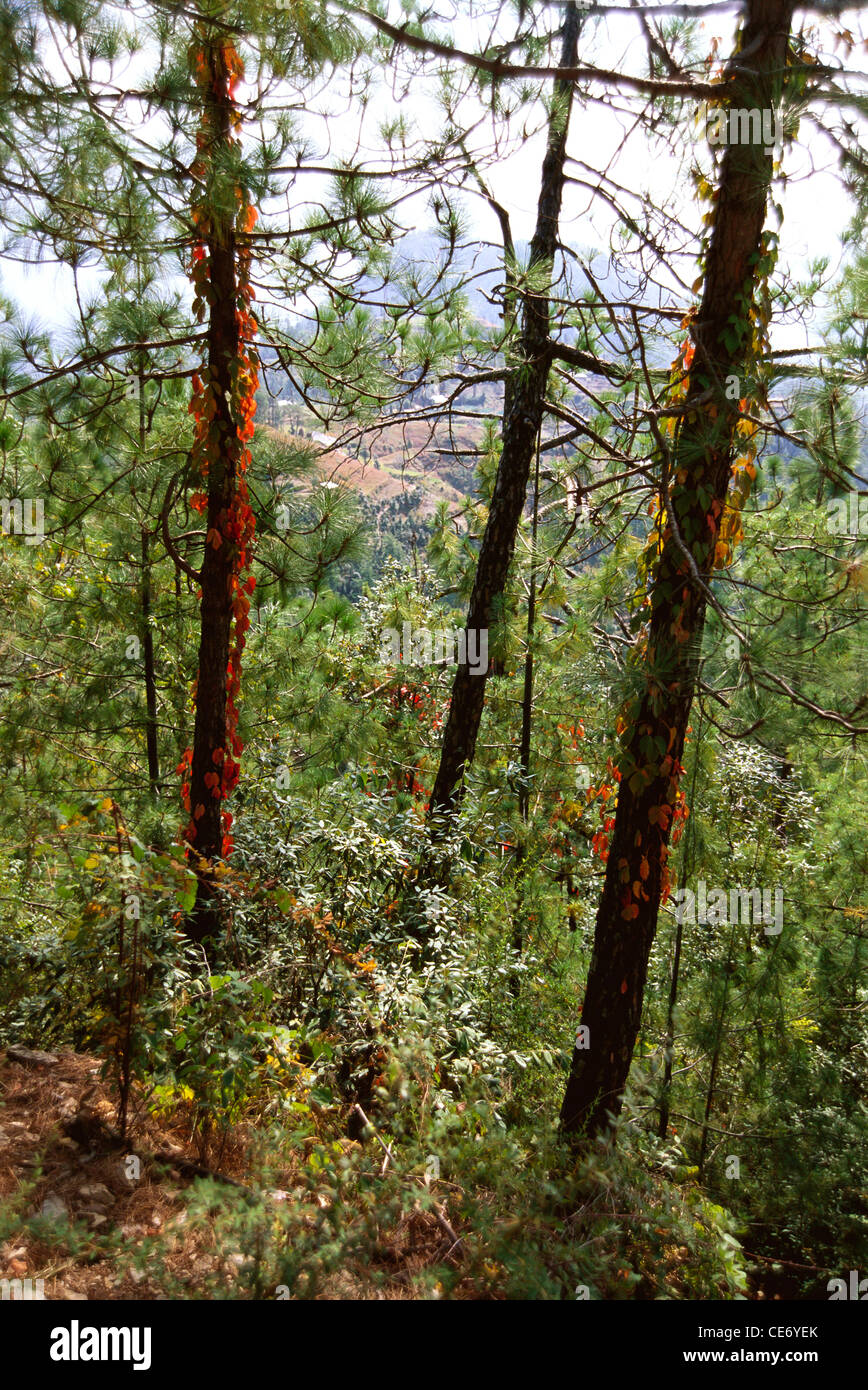 Forest jungle trees with red leaves on tree trunk near Toshali resort ...