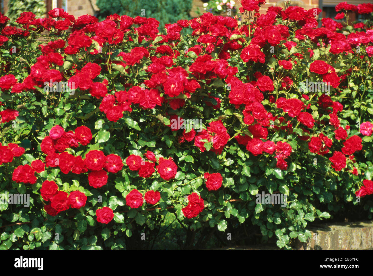 Red rose flowers growing plant tree Stock Photo - Alamy