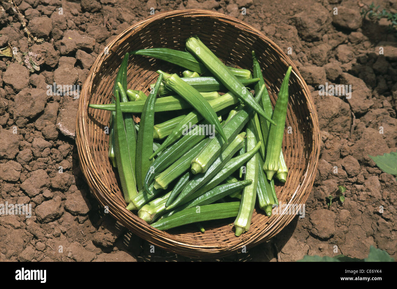 MMN 83799 : green okra vegetable plucked ladies finger in cane basket ...