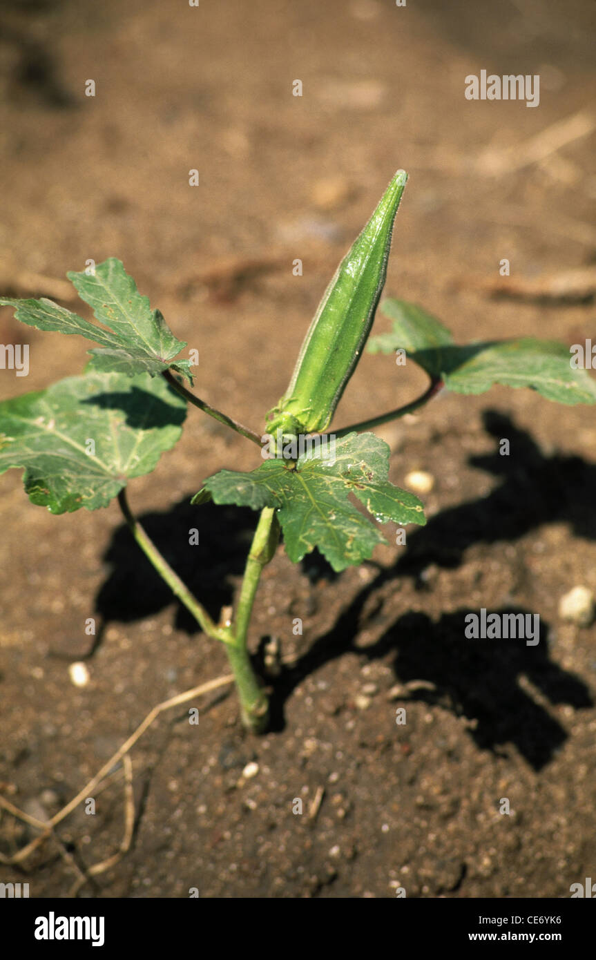 Okra crops hi-res stock photography and images - Alamy