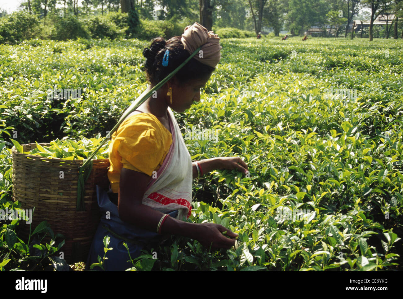 NGS 83773 : assamese indian woman plucking fresh green tea leaves ; Tea ...
