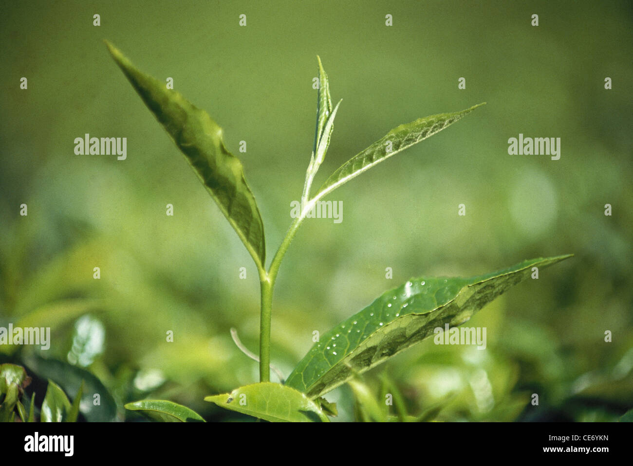 Fresh green tea leaf ; Tea plantation ; Munnar ; Idukki ; Western Ghats ...