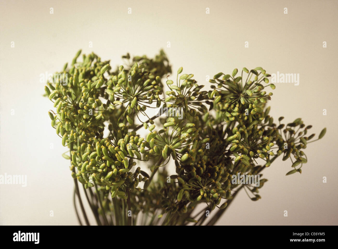 Saunf hi-res stock photography and images - Alamy