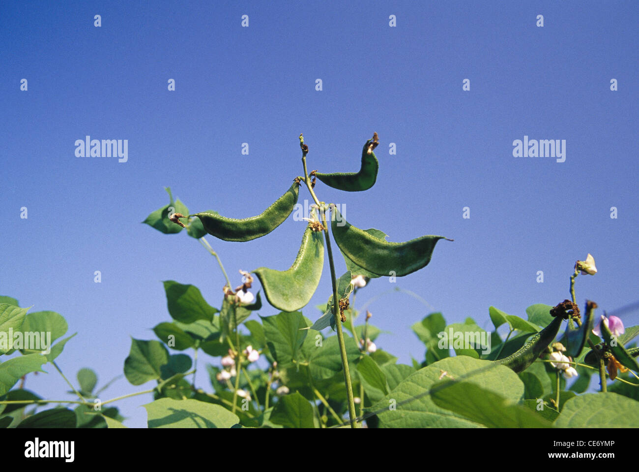 Vegetable beans field ; india ; asia Stock Photo - Alamy