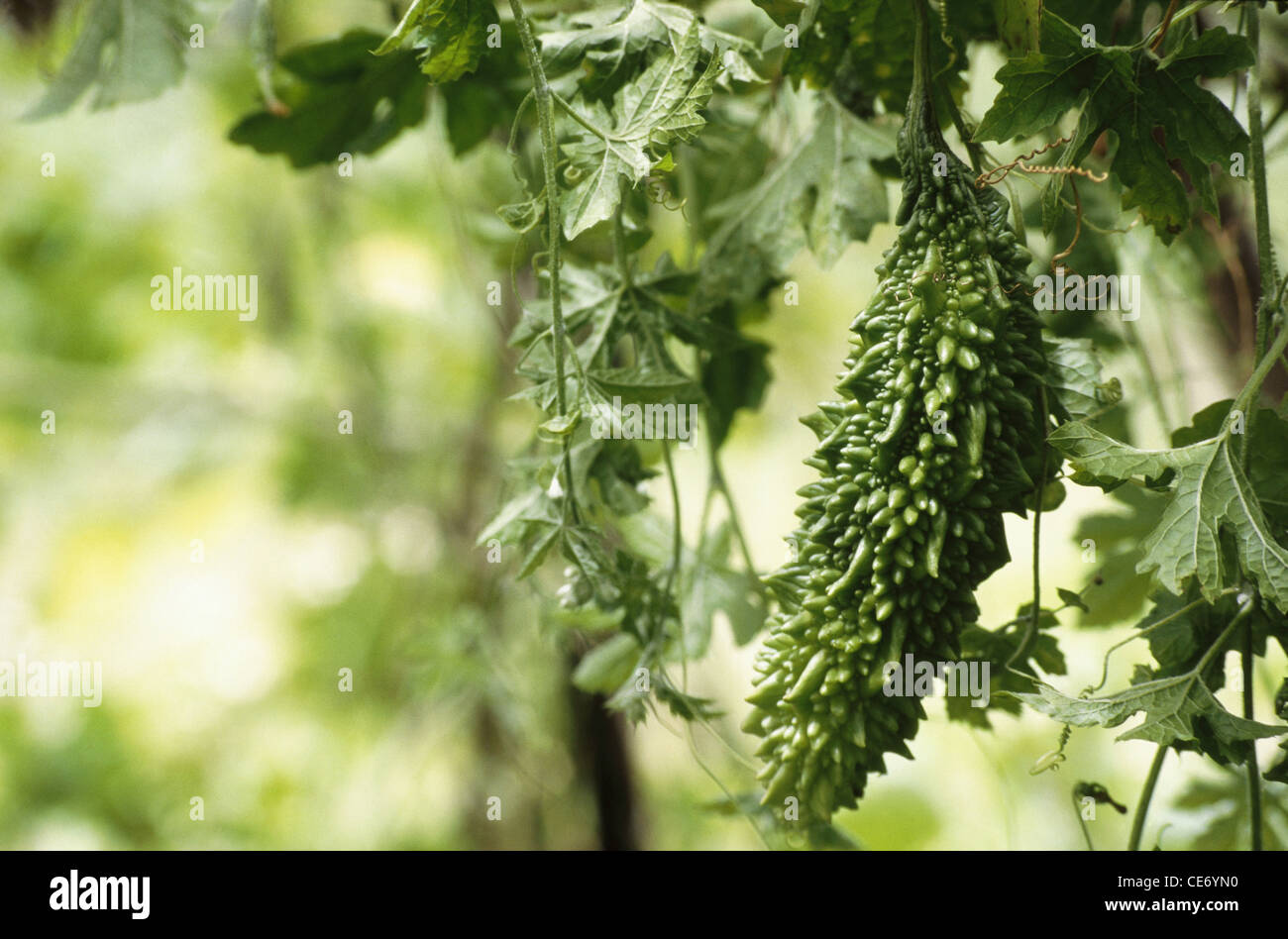 Karela Tree Gol Lauki & Karela Round Kaddu & Bitter Gourd Grow