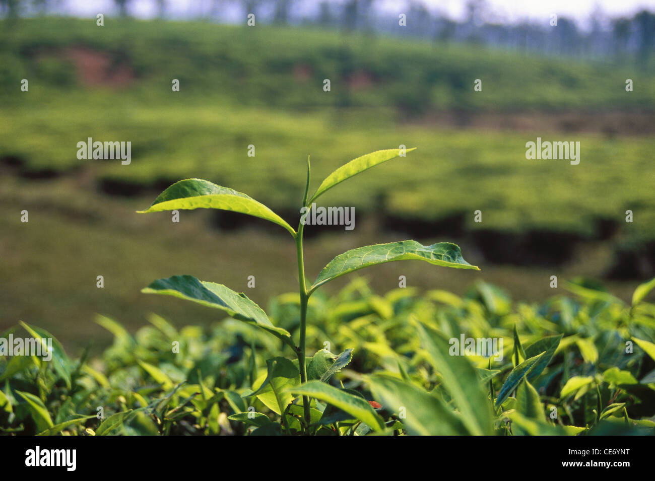 Fresh tea crops hi-res stock photography and images - Alamy