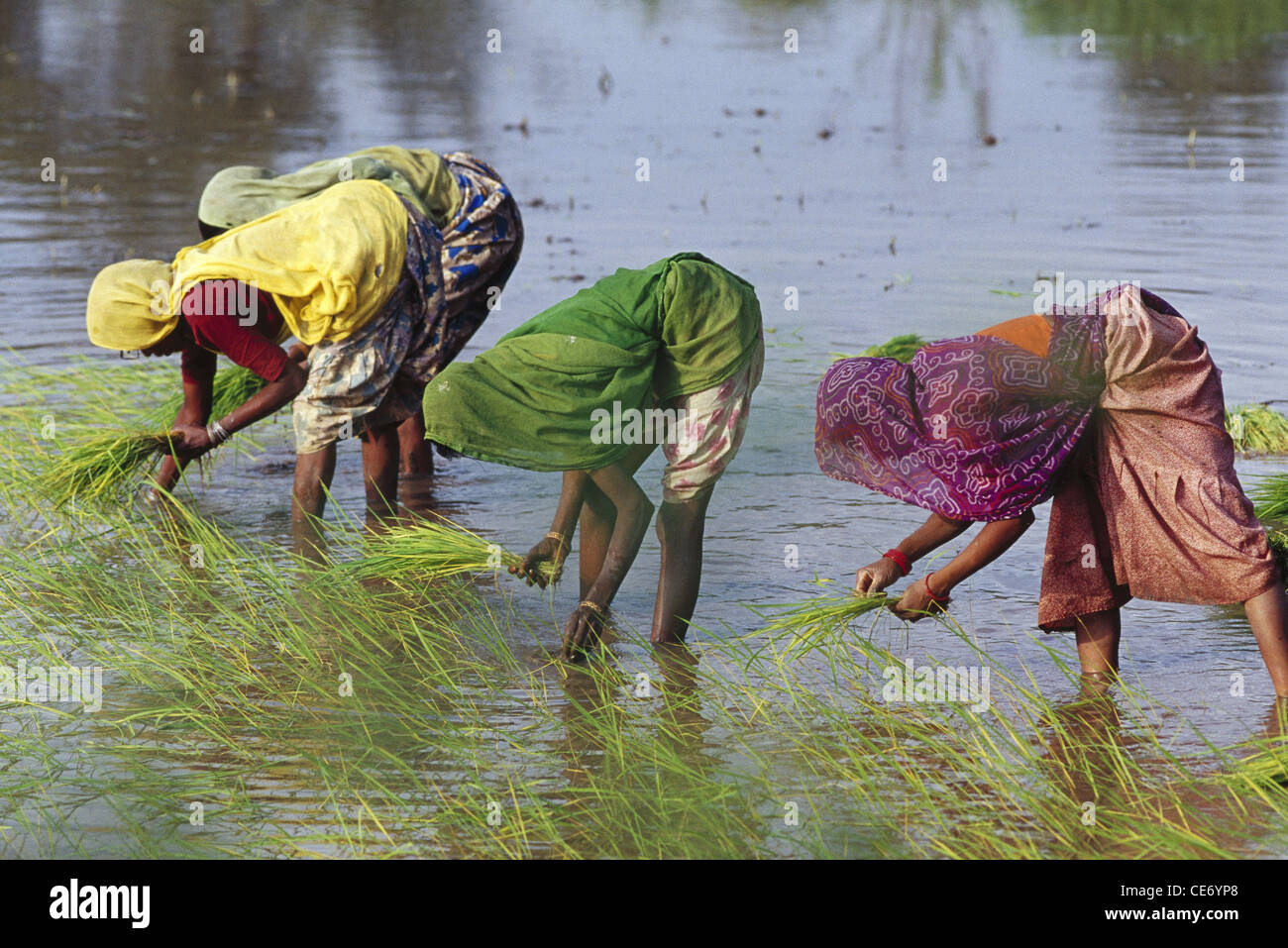 AAD 83871 : three indian women planting paddy rice field ; dungarpur ...
