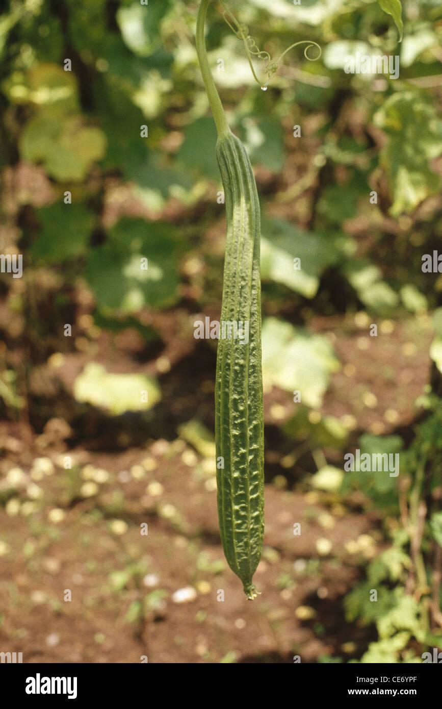 Vegetable ridge gourd plant ; Luffa acutangula ; turai ; turiya ; india ...