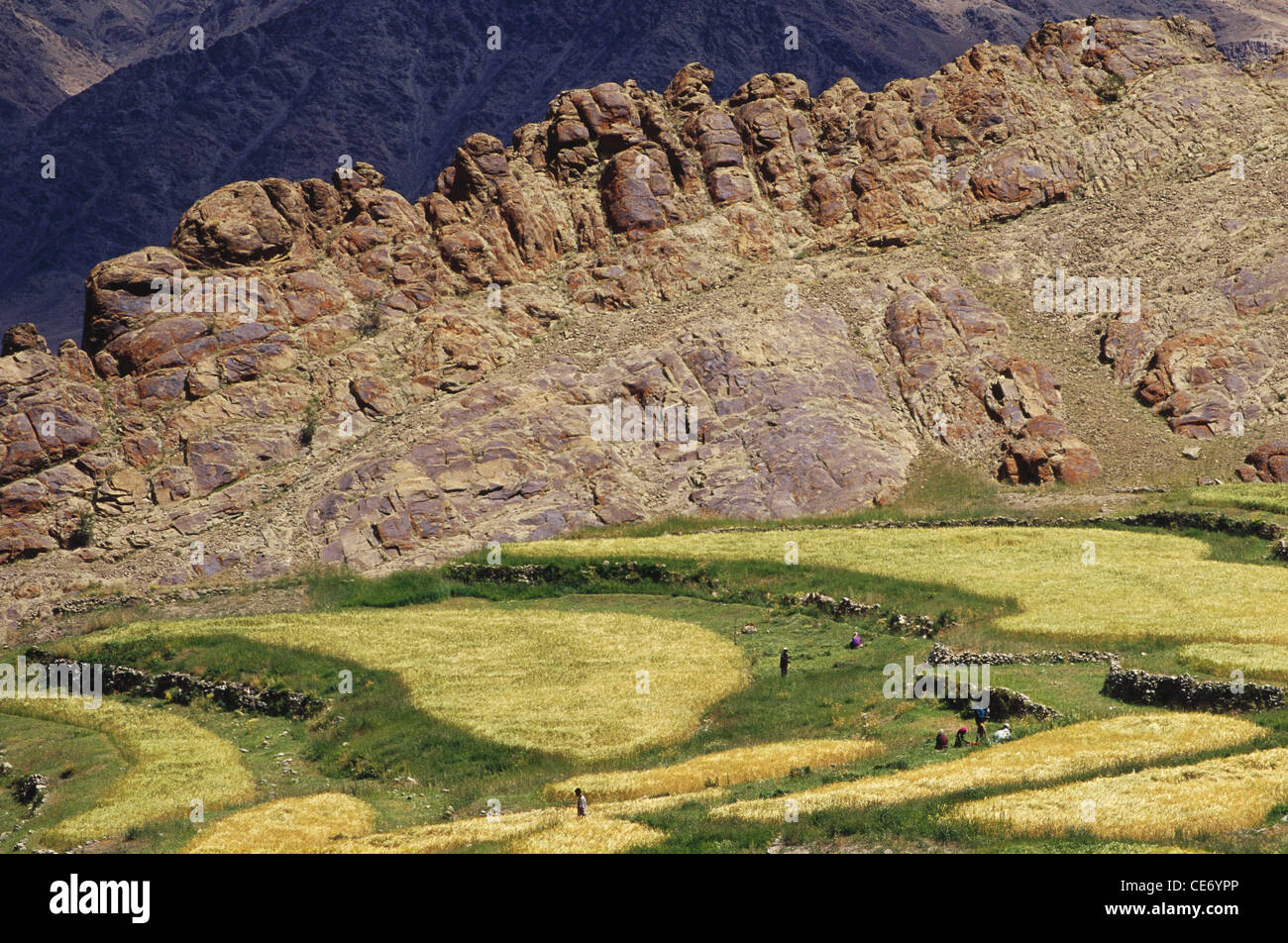 Step farming hi-res stock photography and images - Alamy