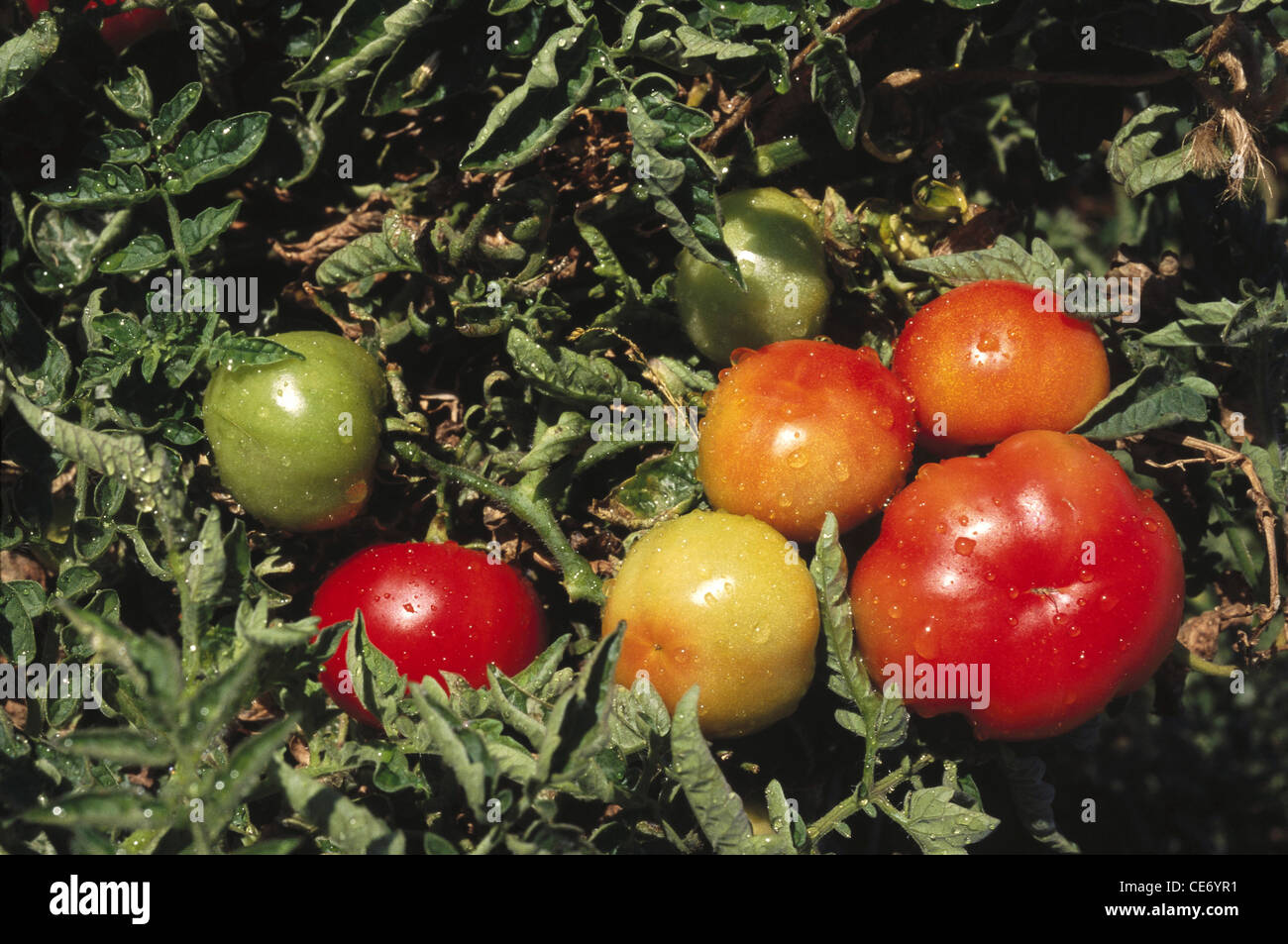 Tomato farm india hi-res stock photography and images - Alamy