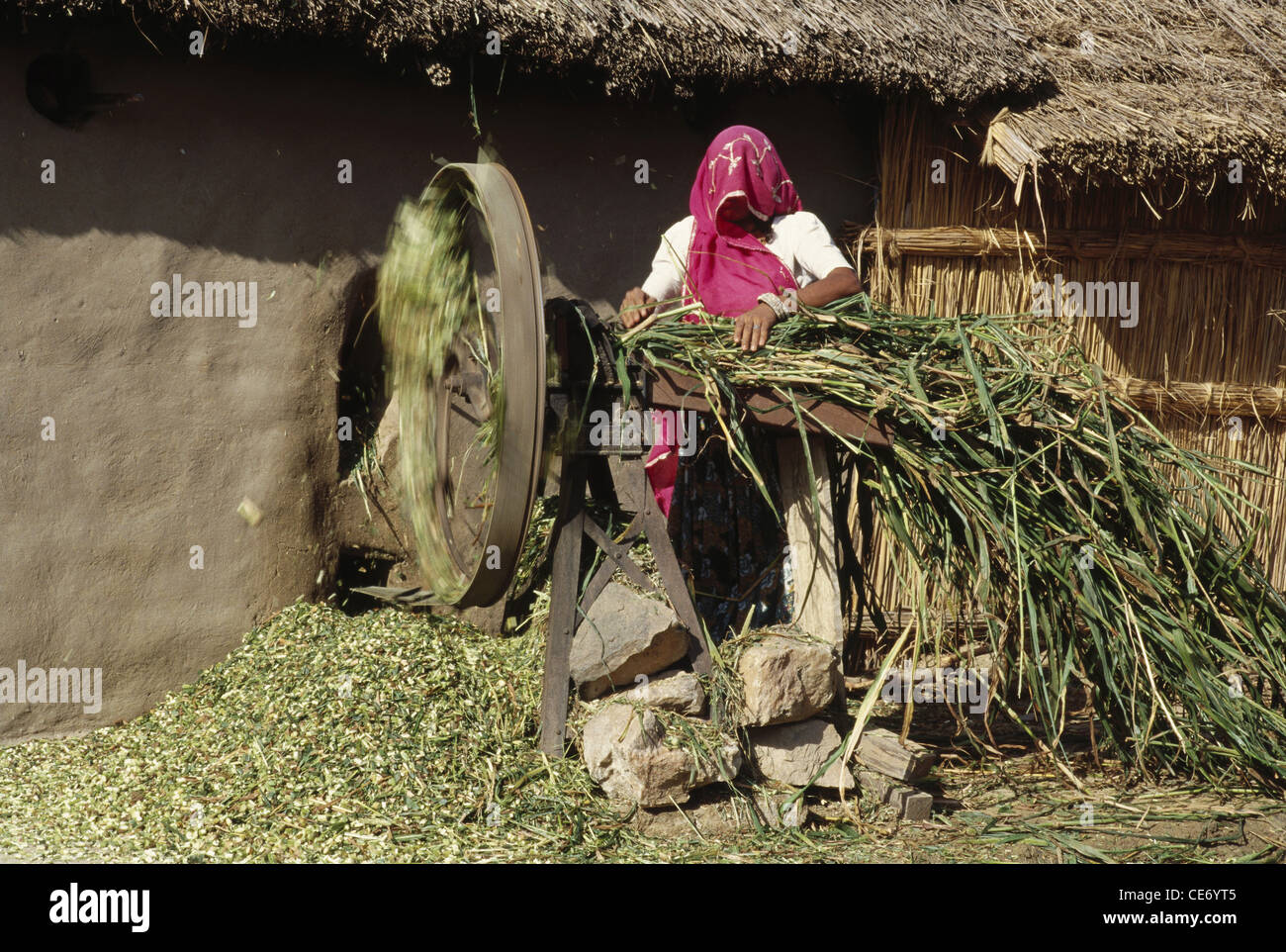 HMA 83886 : indian rajasthani women using modern fodder cutting machine ...