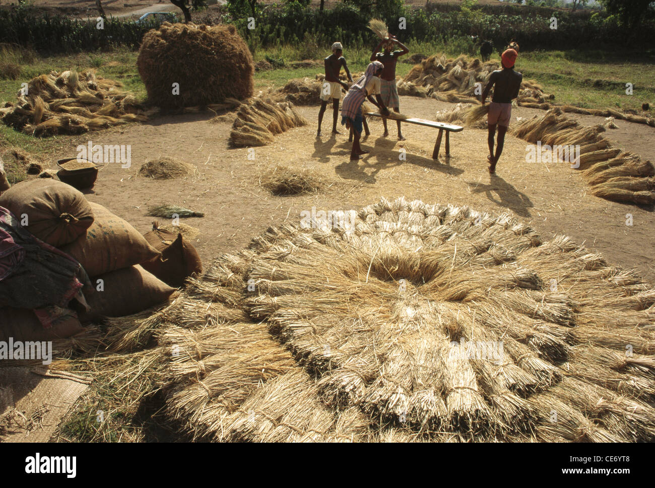 Indian farmer threshing ; manually harvesting wheat ; india ; asia ...