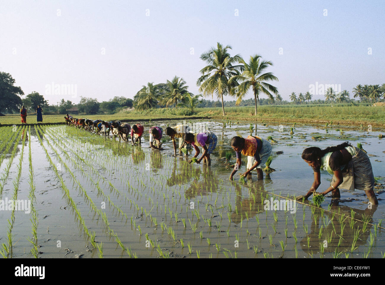 Indian women planting paddy field hi-res stock photography and images ...