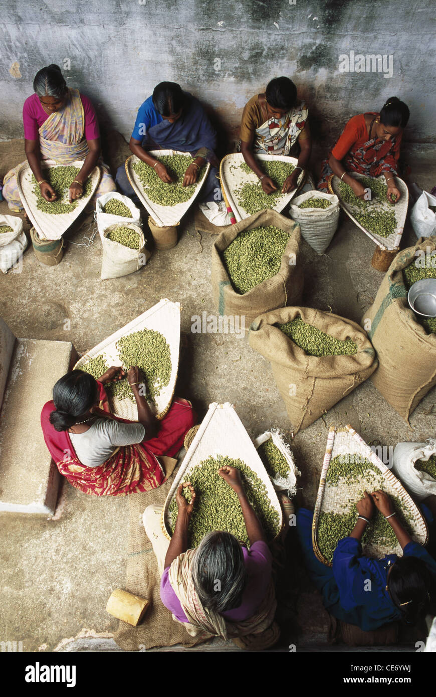 MAA 83898 : indian women winnowing cleaning seperating cardamom pods ...