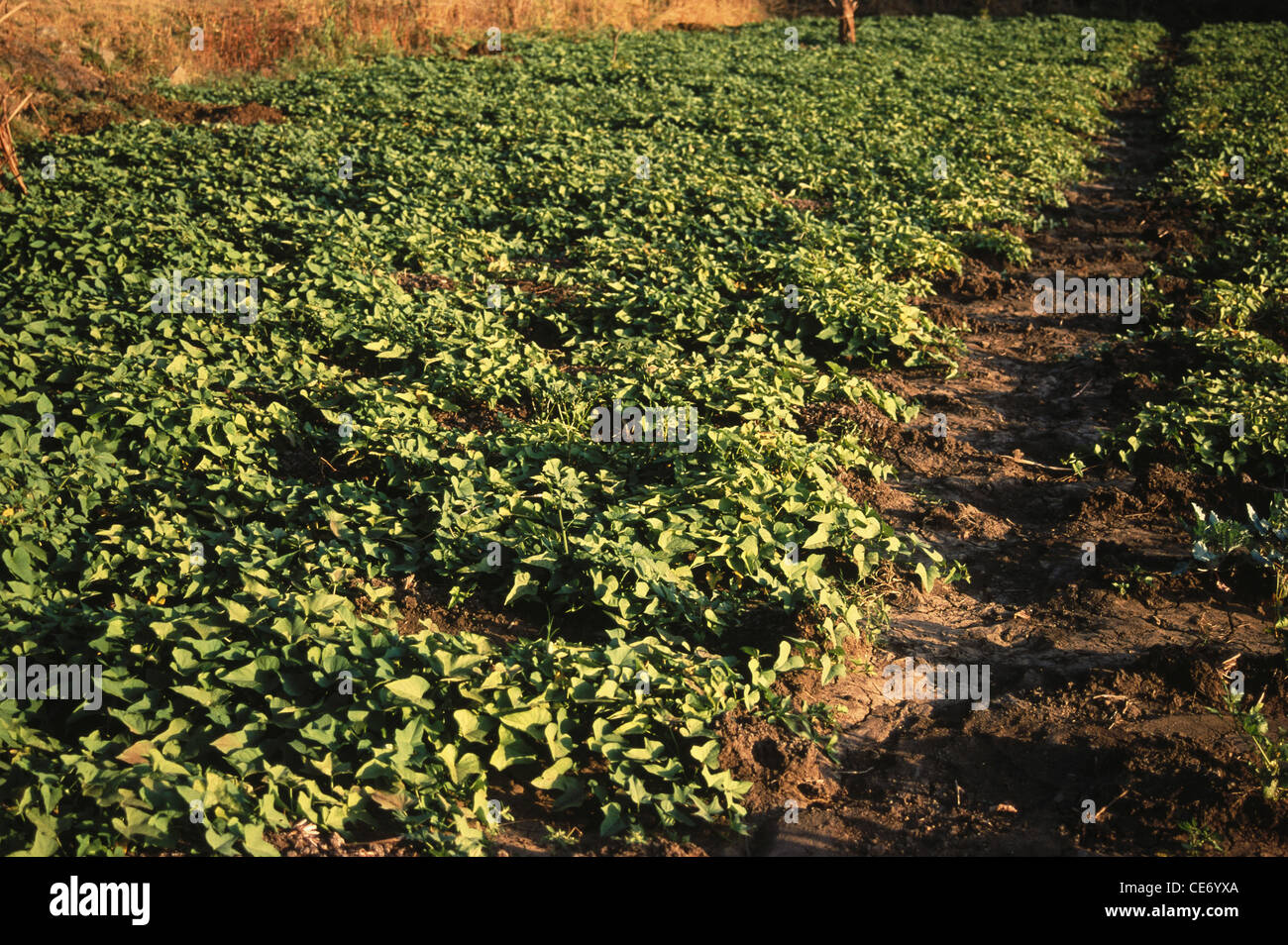 Sweetpotato plantation hi-res stock photography and images - Alamy