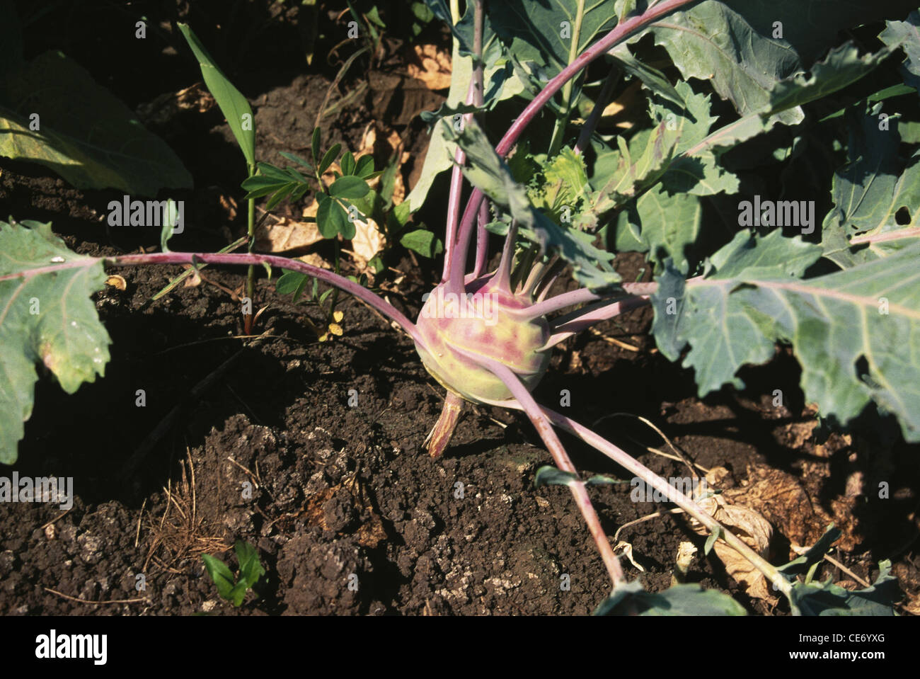 Indian turnip hi-res stock photography and images - Alamy