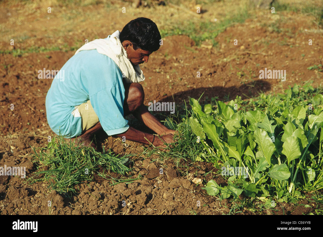 NMJ 83879 : man plucking durva grass near green spinach panvel ...