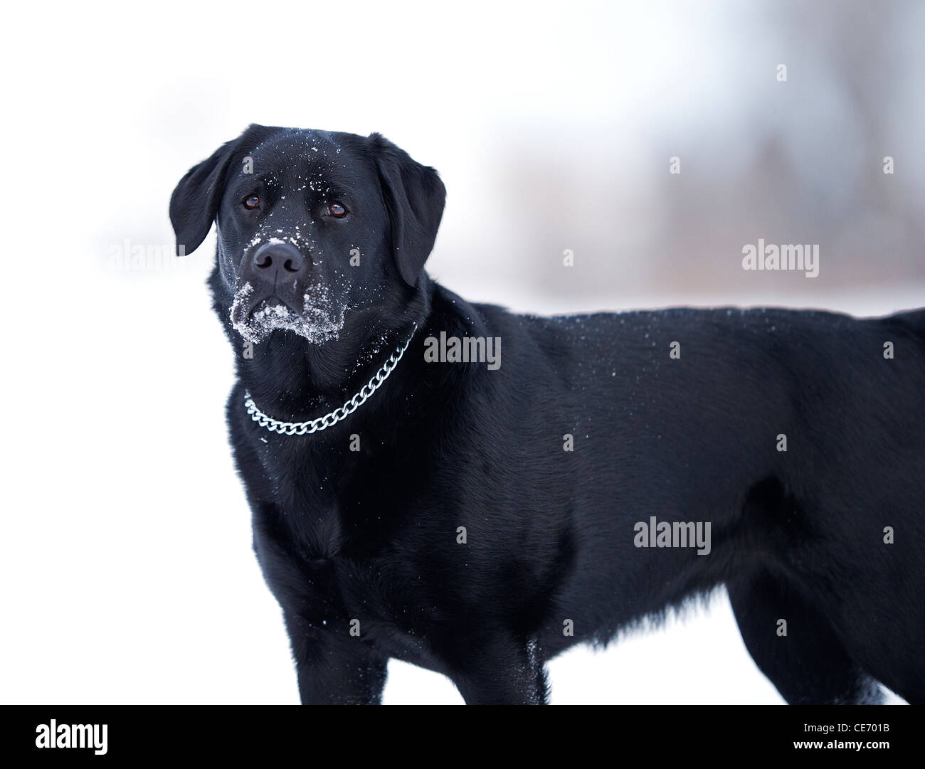 English labrador hi-res stock photography and images - Alamy