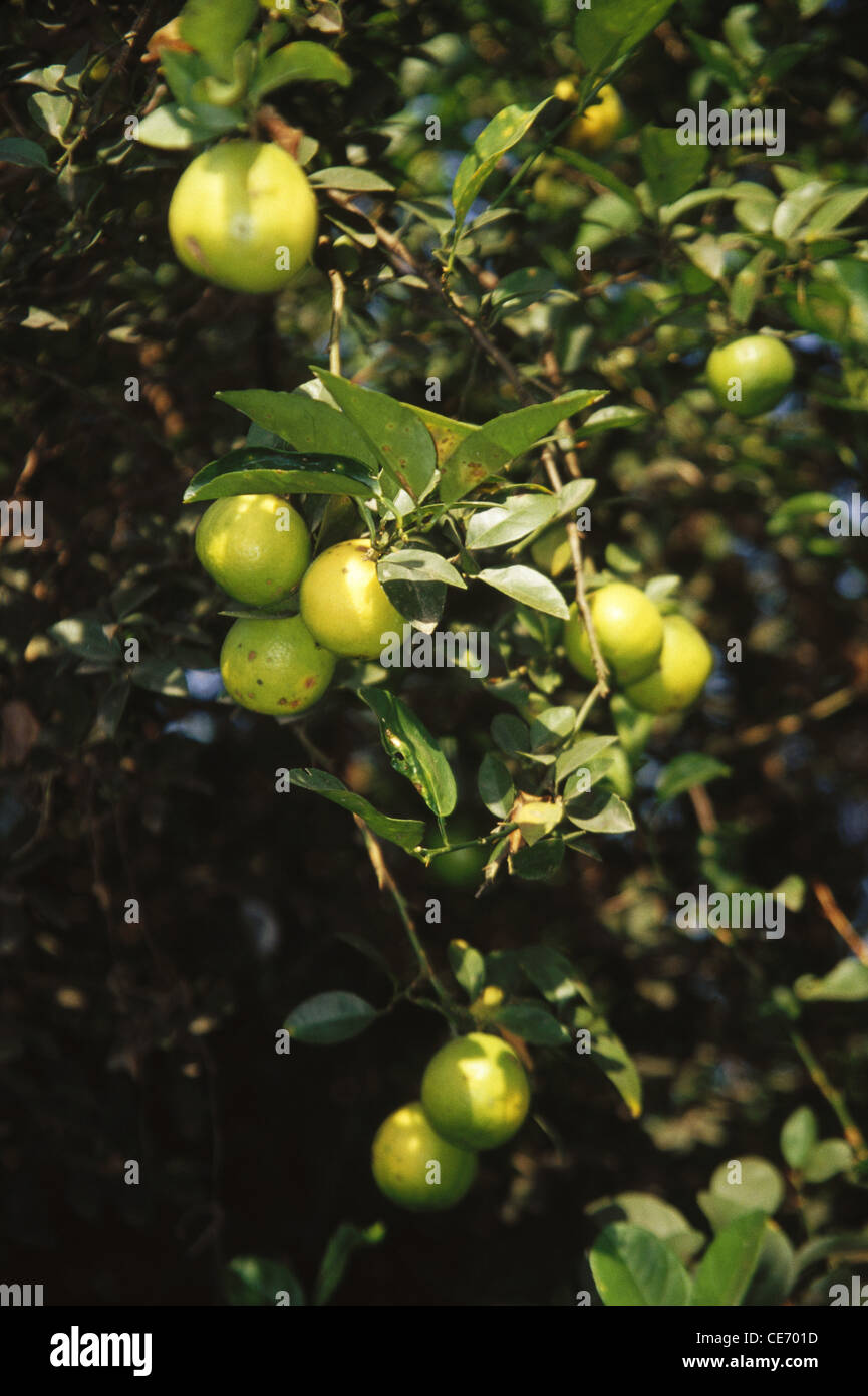 Lemons growing on a tree ; India ; asia Stock Photo - Alamy