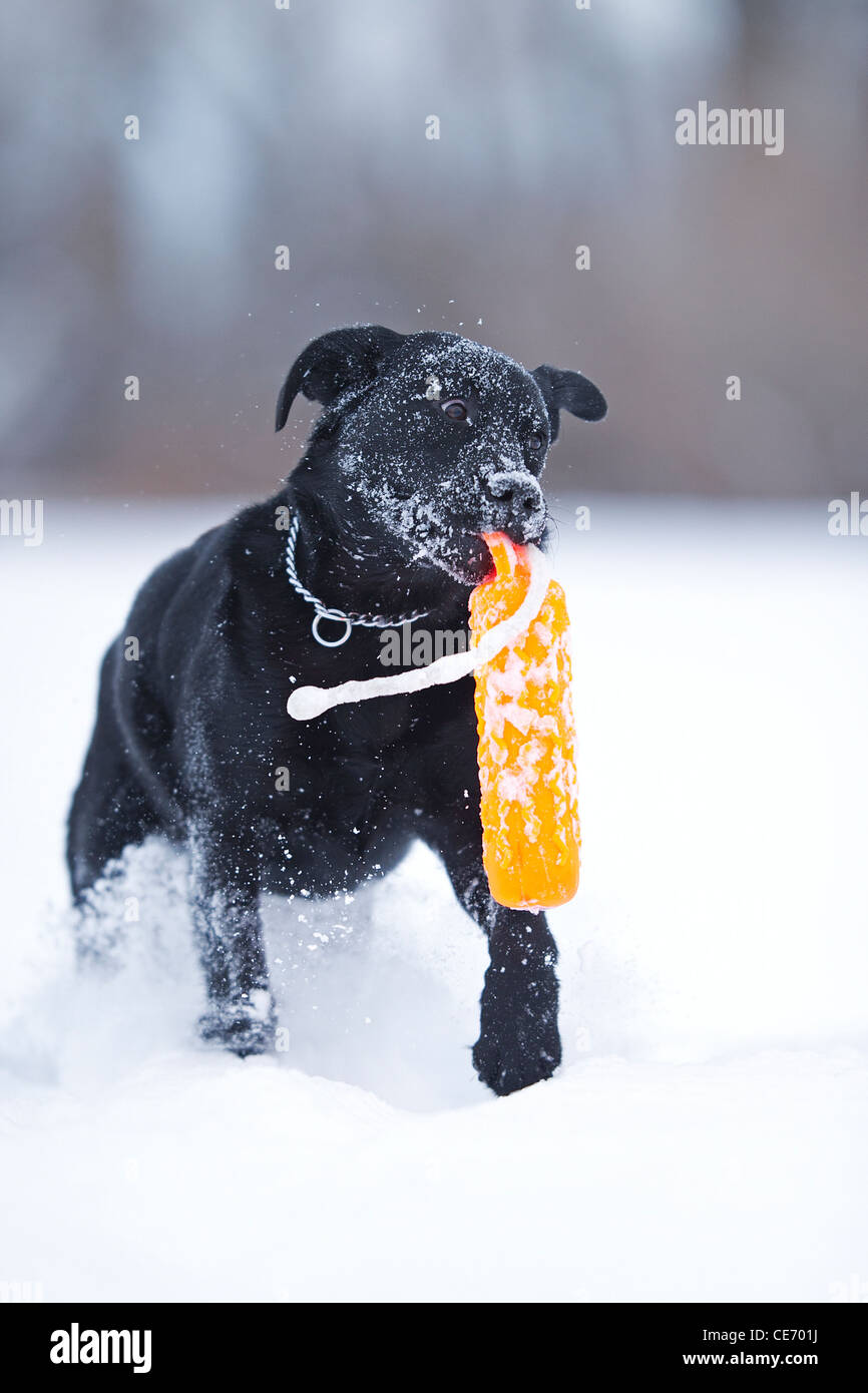 Black Labrador Snow High Resolution Stock Photography and Images - Alamy