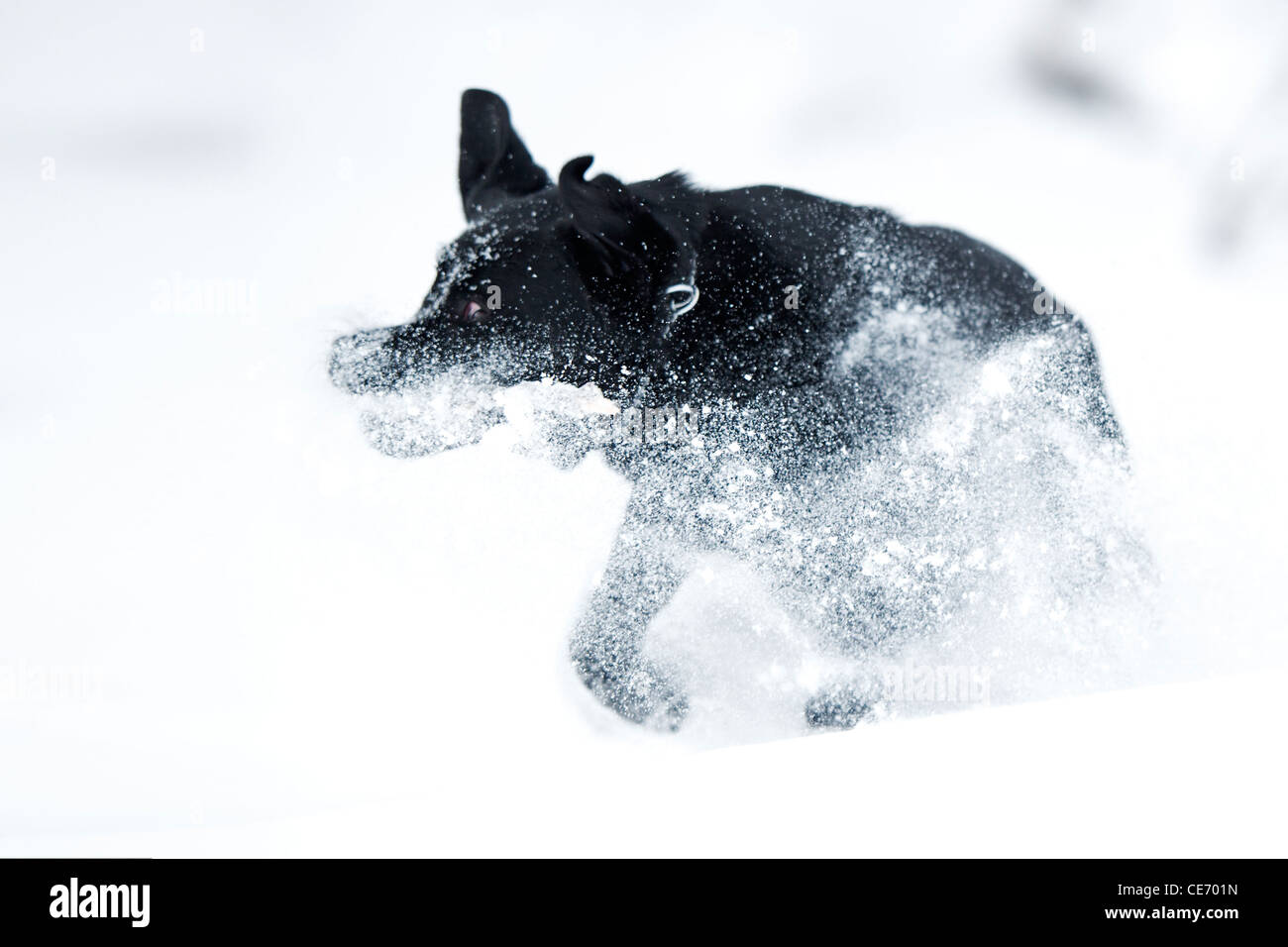 Black Labrador Snow High Resolution Stock Photography and Images - Alamy
