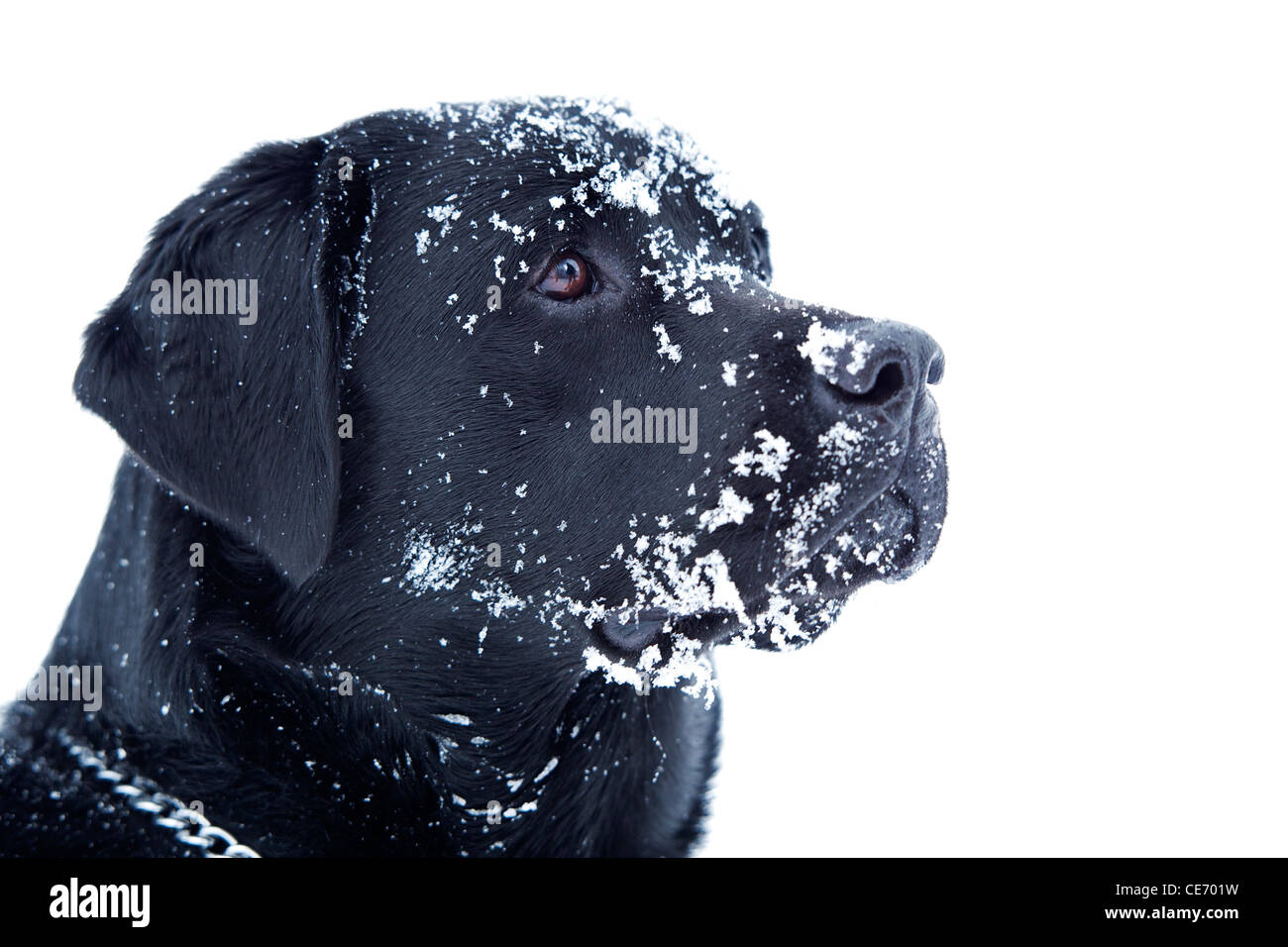 Black English Labrador Retriever