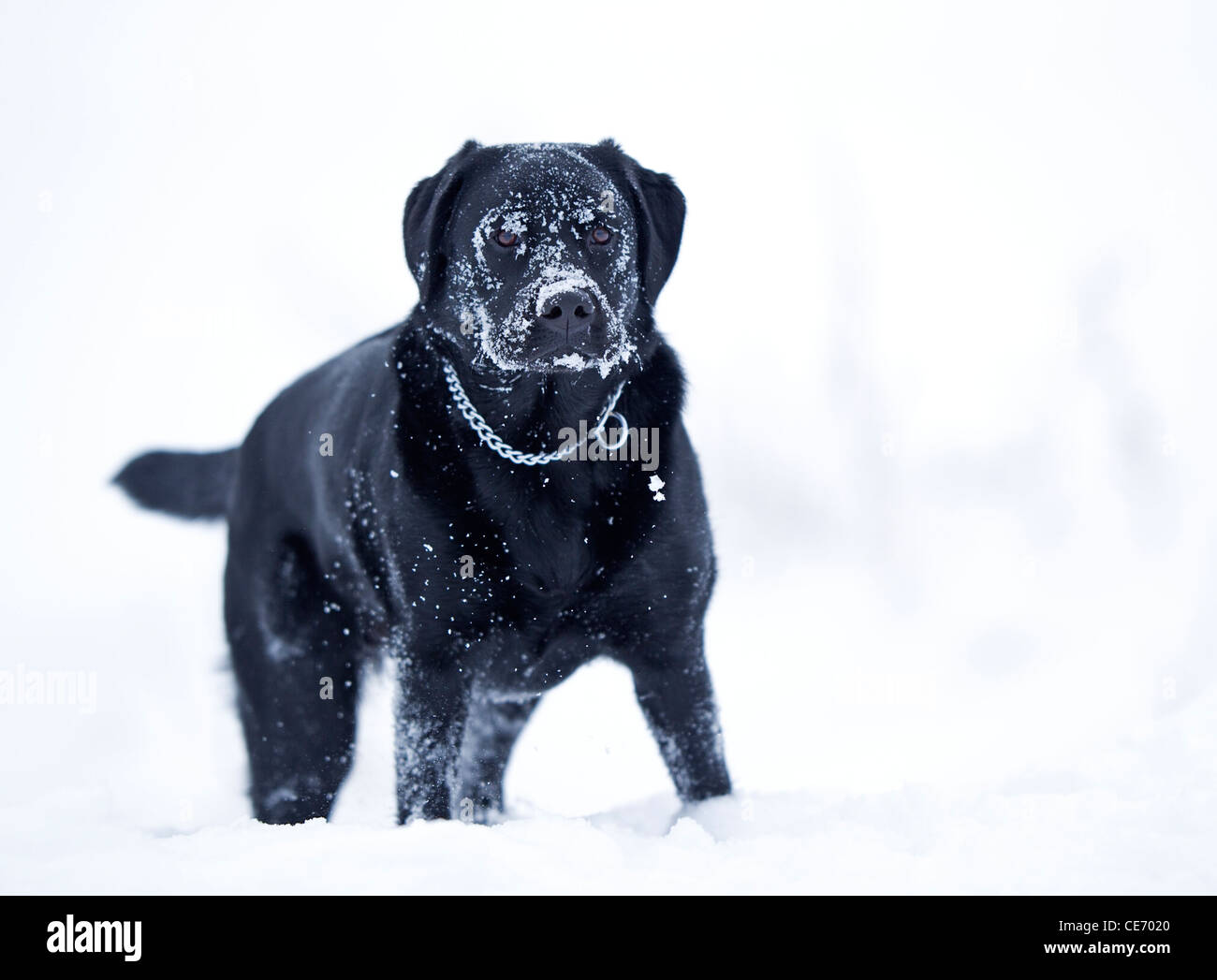 English labrador hi-res stock photography and images - Alamy