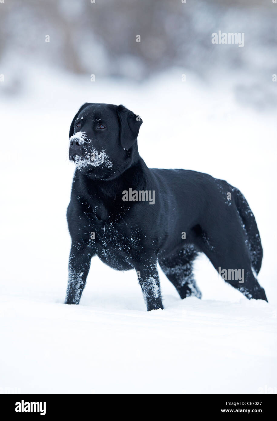 English labrador hi-res stock photography and images - Alamy