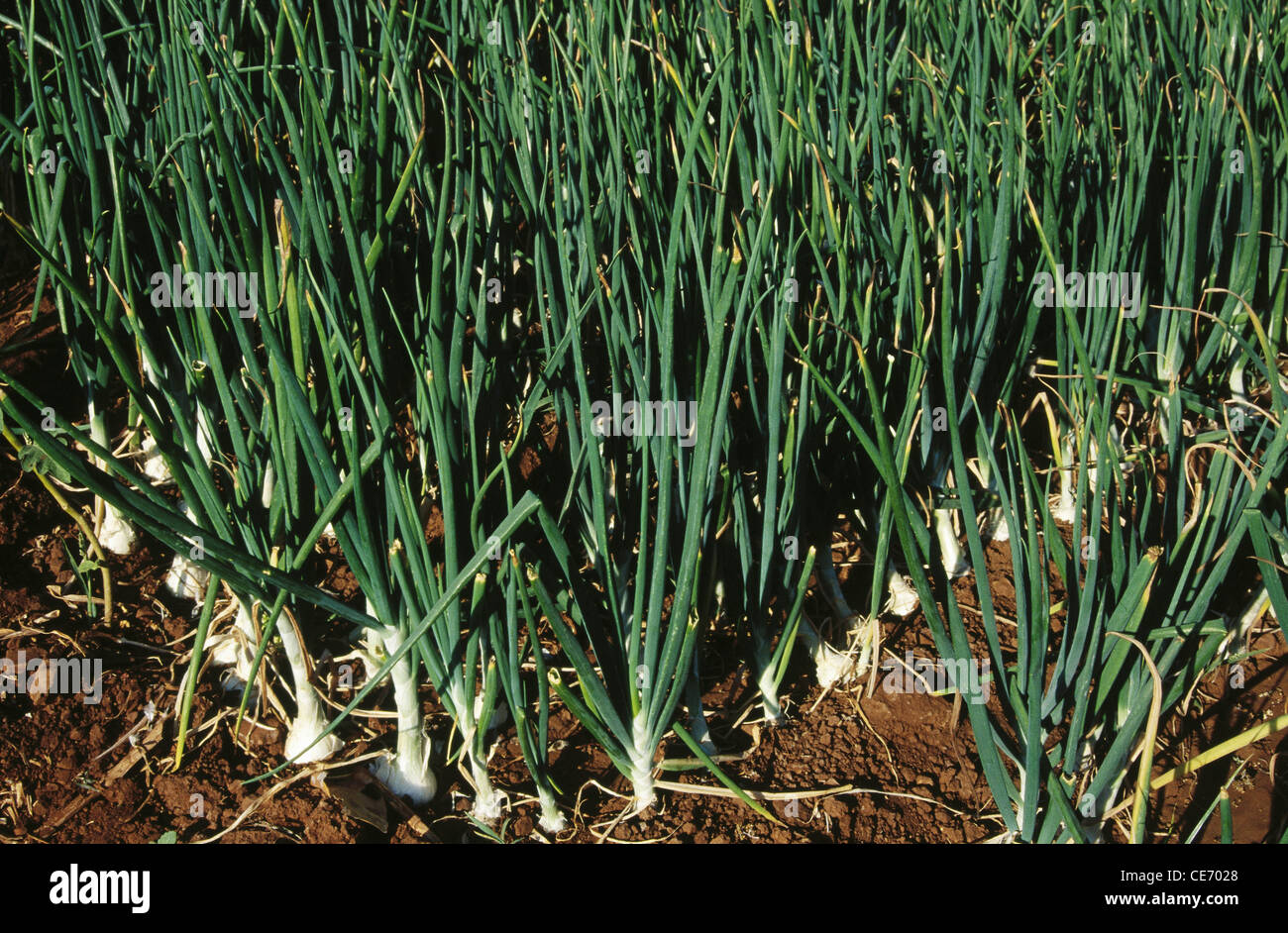 Onion field ; maharashtra ; india ; asia Stock Photo - Alamy