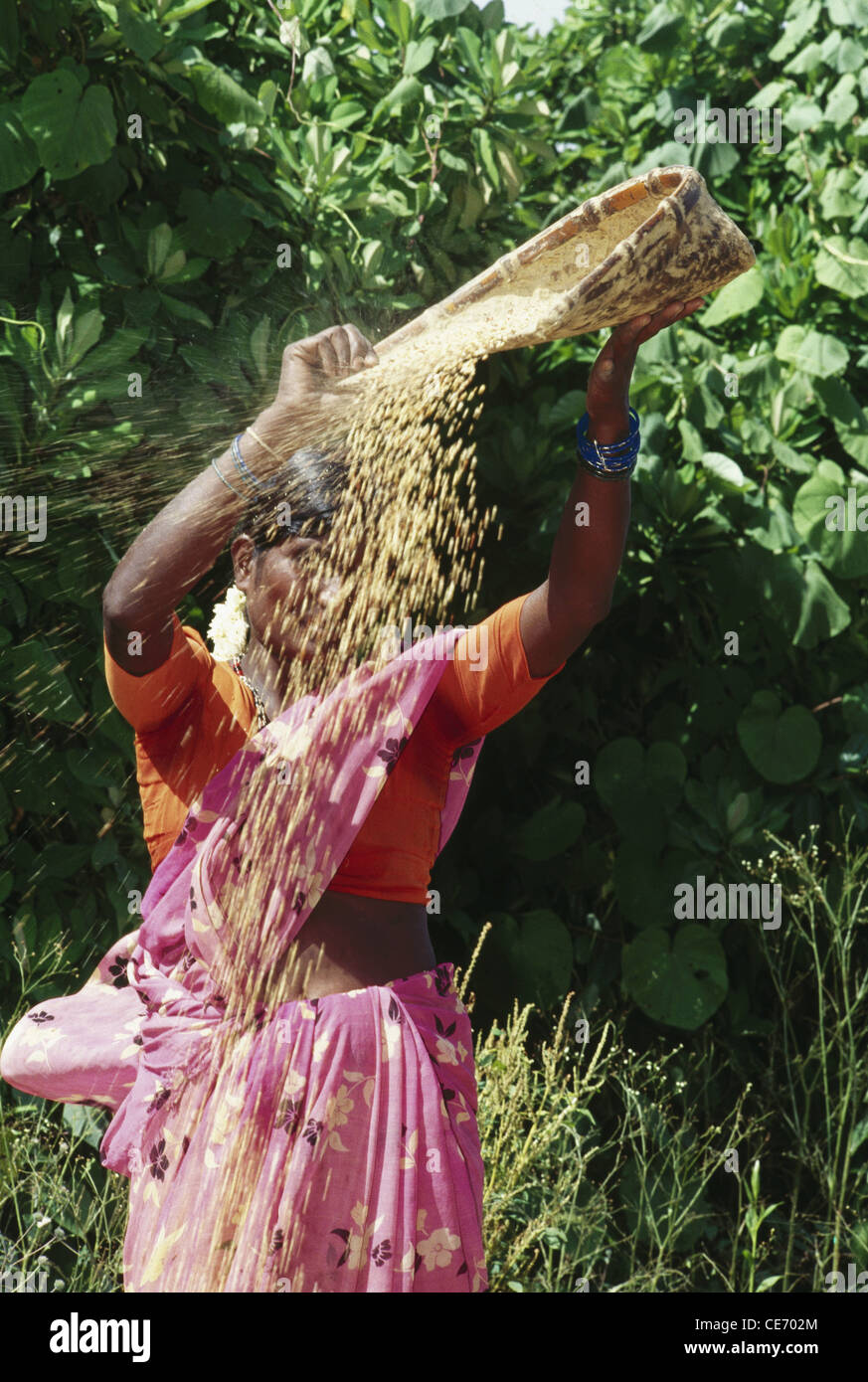 Indian woman winnowing grains india Stock Photo - Alamy