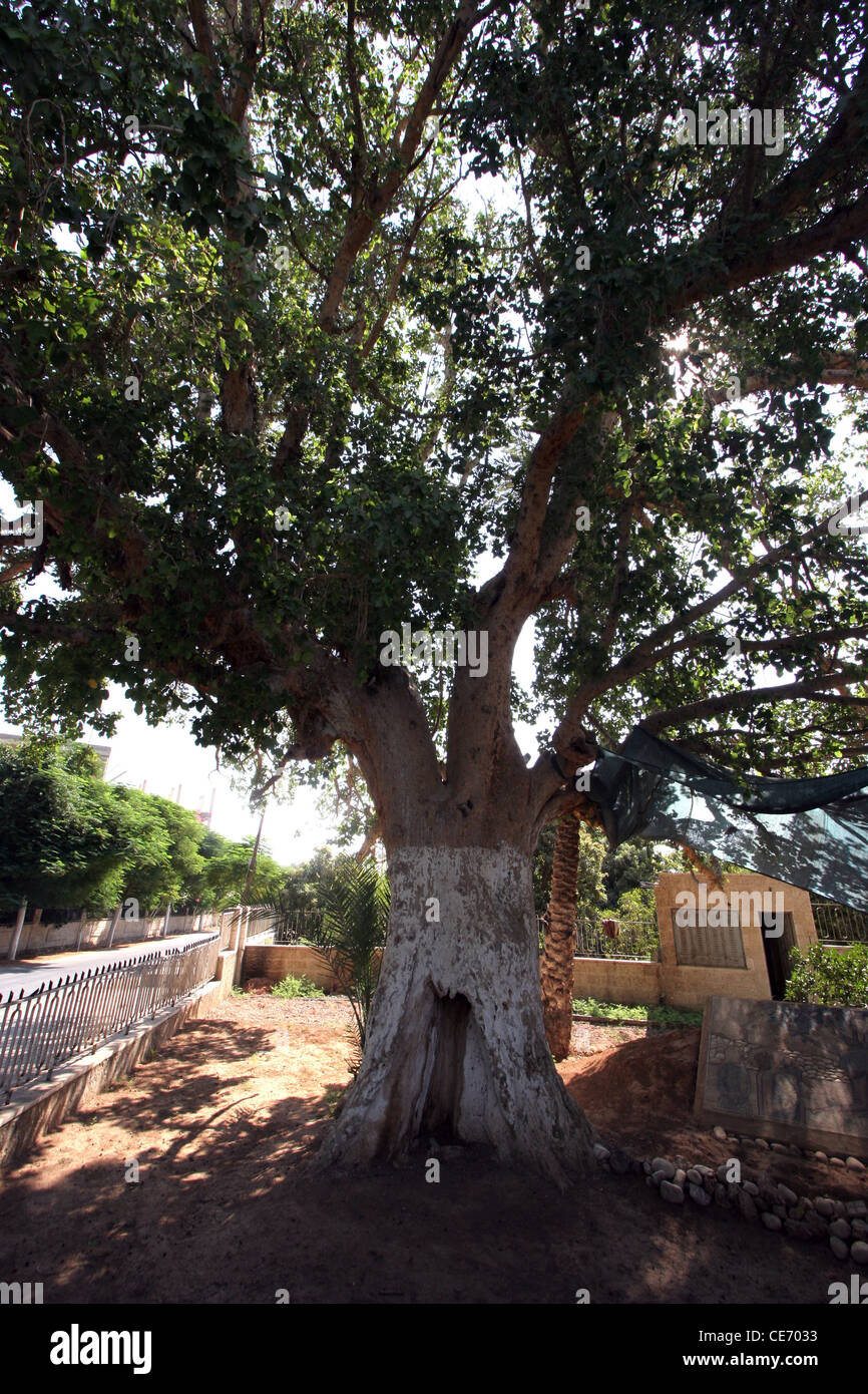 Zacchaeus hi-res stock photography and images - Alamy