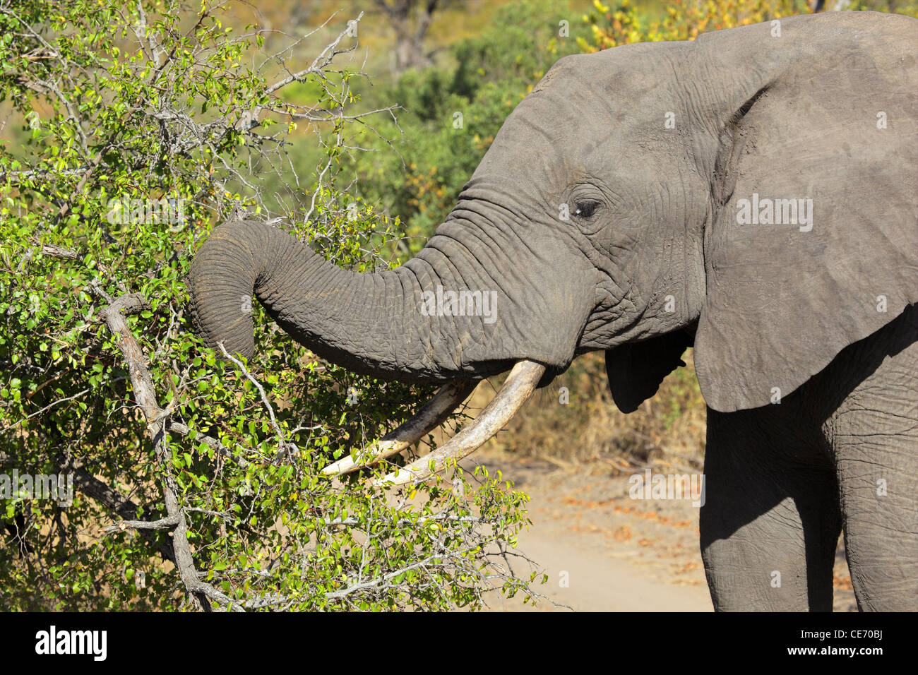 Elephant trunk tree hi-res stock photography and images - Alamy