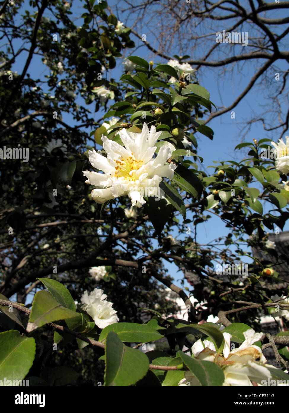 Camellia sasanqua hi-res stock photography and images - Alamy