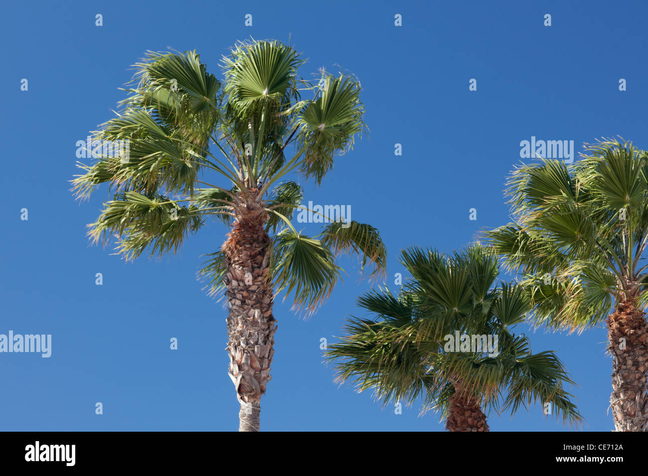 Flora of Lanzarote Stock Photo - Alamy