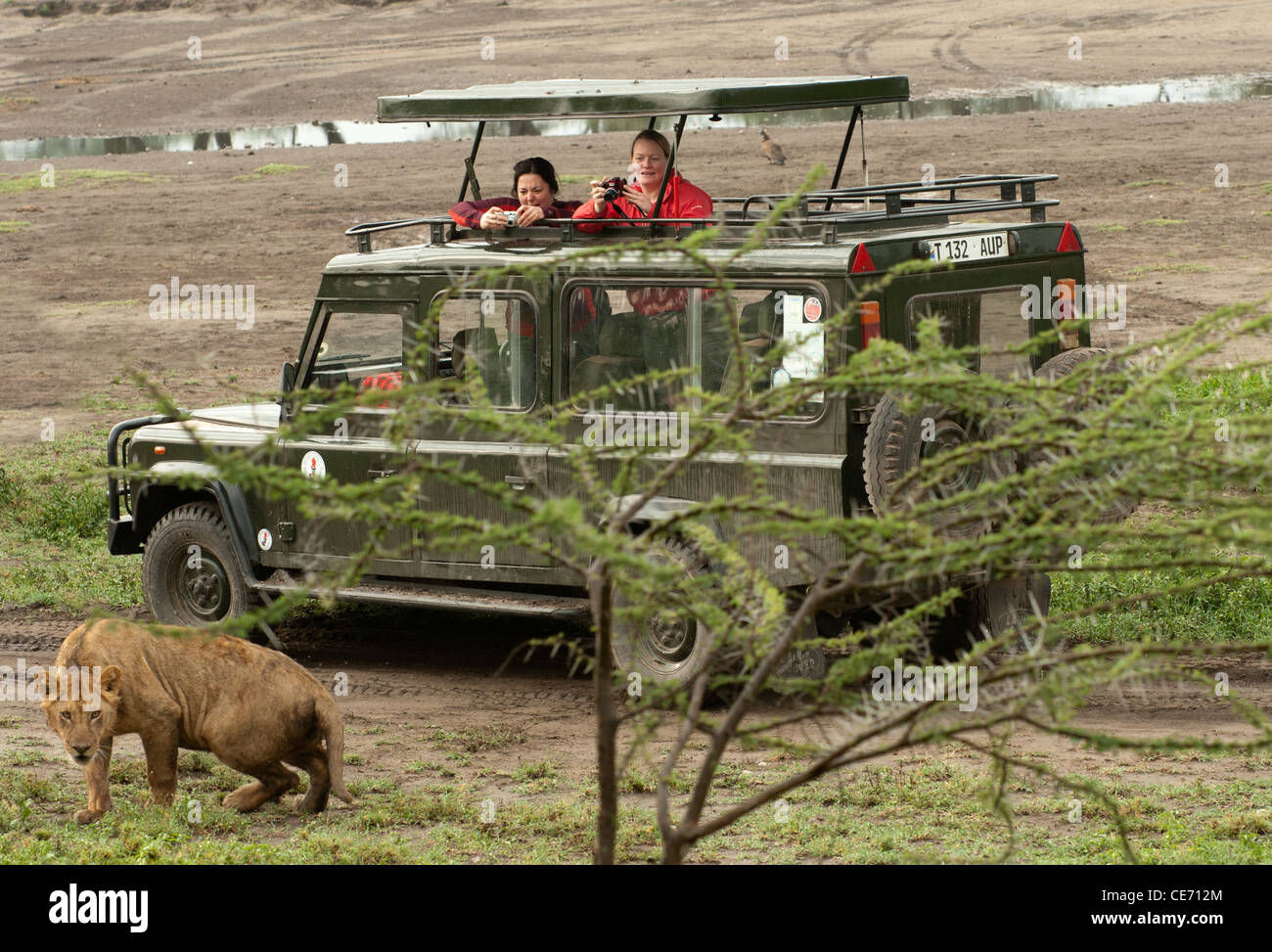 People looking out of the extended roof of Land Rover on safari looking ...